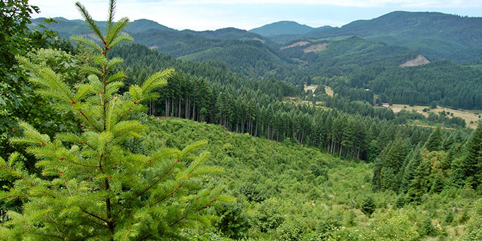 Replanting (and much more) - Is Oregon Law | OregonForests
