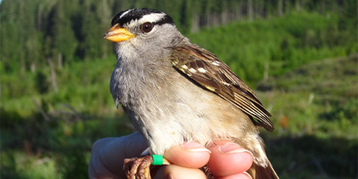 Songbirds like clearcuts? | OregonForests