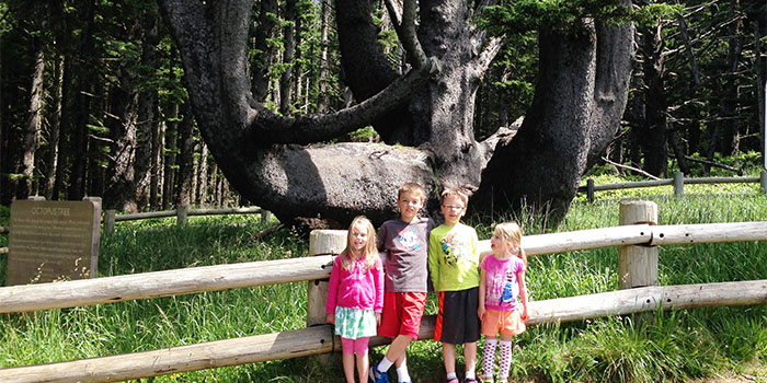 On the Oregon Coast, visit the Octopus Tree | OregonForests