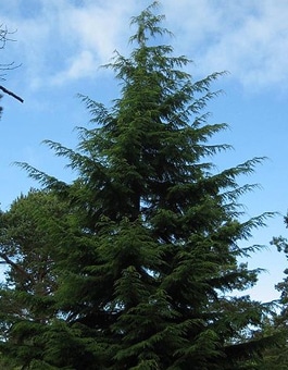 Western Hemlock Tree The Western Hemlock (Alaska Spruce) Coastal